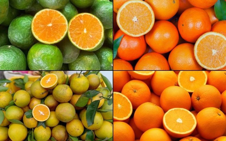 Popular Types of Delicious Oranges on the Market