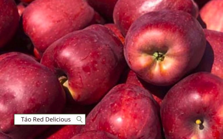 Tổng hợp 30+ các loại táo ngon nhất hiện nay