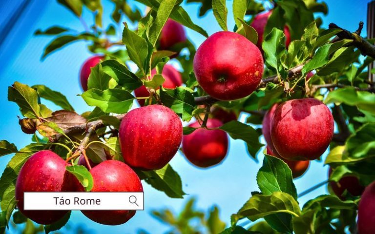 Tổng hợp 30+ các loại táo ngon nhất hiện nay