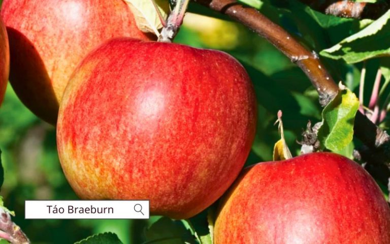 Tổng hợp 30+ các loại táo ngon nhất hiện nay