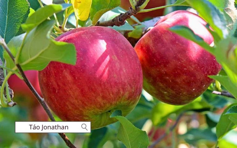 Tổng hợp 30+ các loại táo ngon nhất hiện nay