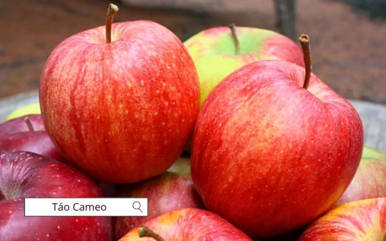 Tổng hợp 30+ các loại táo ngon nhất hiện nay