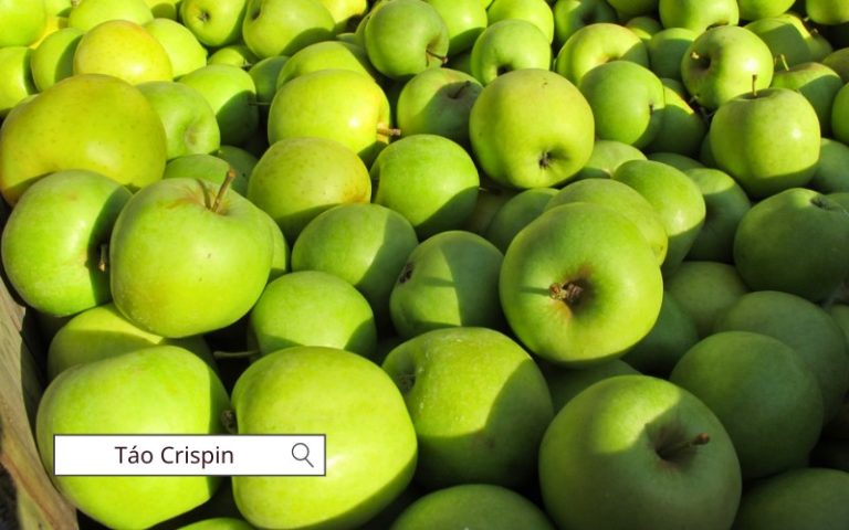 Tổng hợp 30+ các loại táo ngon nhất hiện nay