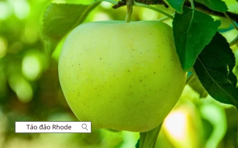 Tổng hợp 30+ các loại táo ngon nhất hiện nay