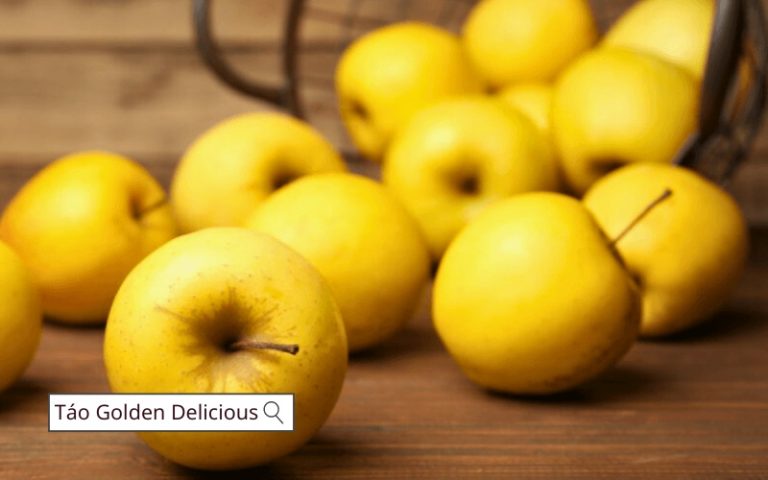 Tổng hợp 30+ các loại táo ngon nhất hiện nay