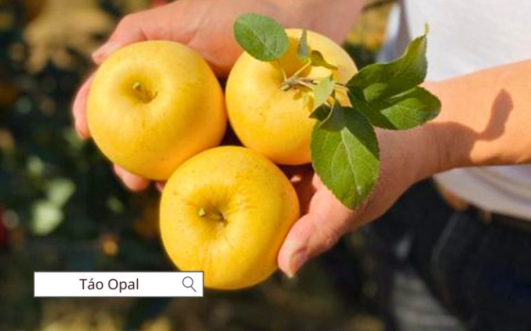 Tổng hợp 30+ các loại táo ngon nhất hiện nay