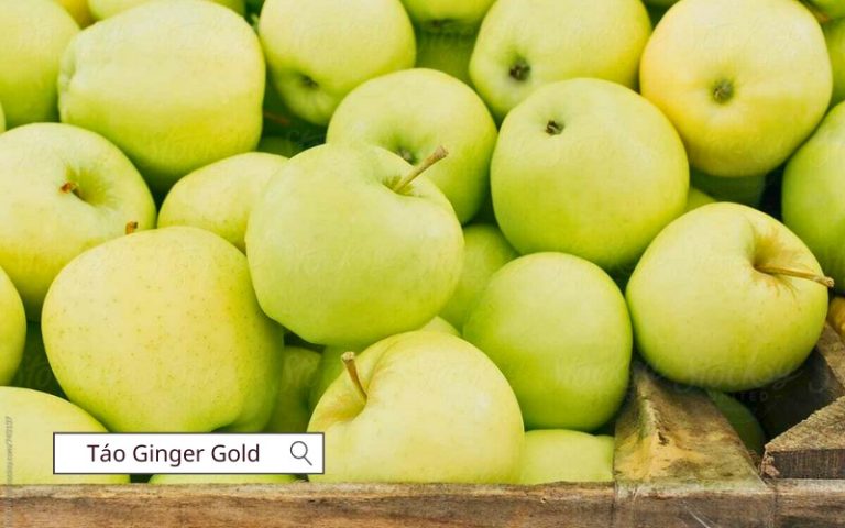 Tổng hợp 30+ các loại táo ngon nhất hiện nay