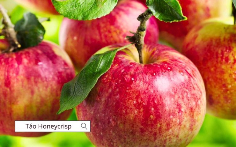 Tổng hợp 30+ các loại táo ngon nhất hiện nay