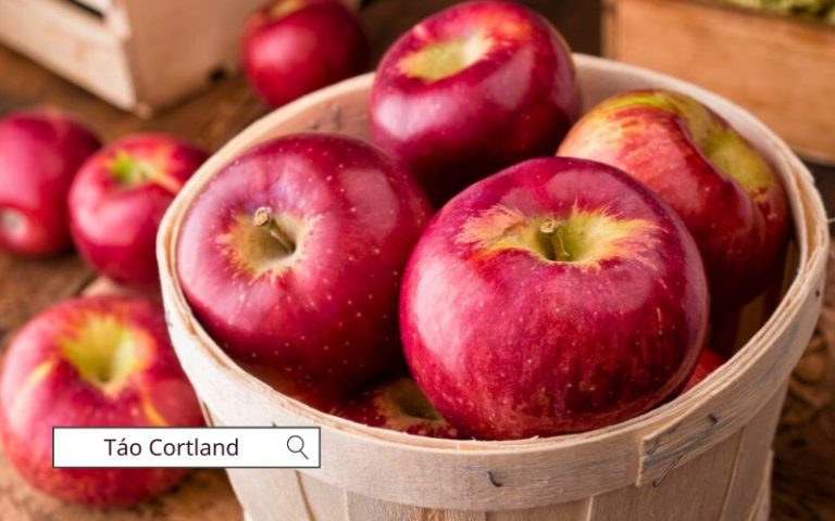 Tổng hợp 30+ các loại táo ngon nhất hiện nay