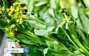 Tất cả các loại rau cải phổ biến trên thị trường