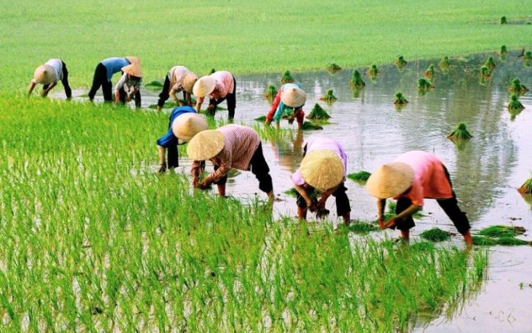 What is Tet? The Origin and Meaning of Vietnamese