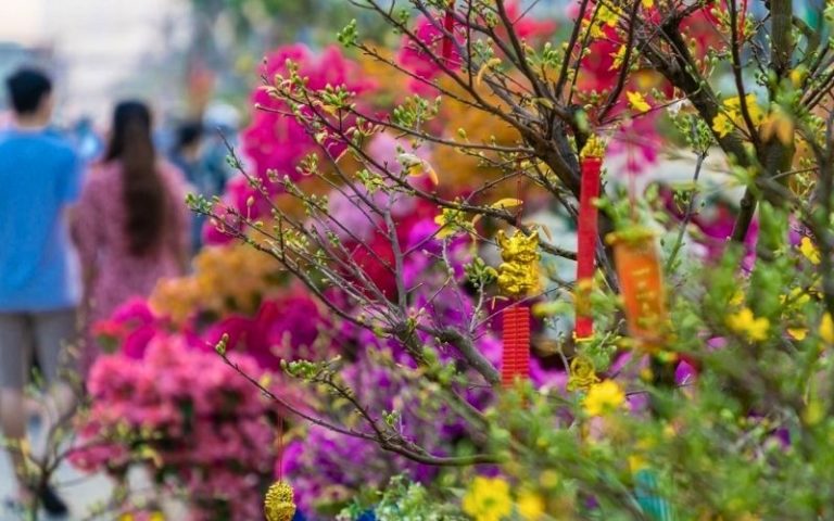 100+ Beautiful Tết Images for Backgrounds and Designs