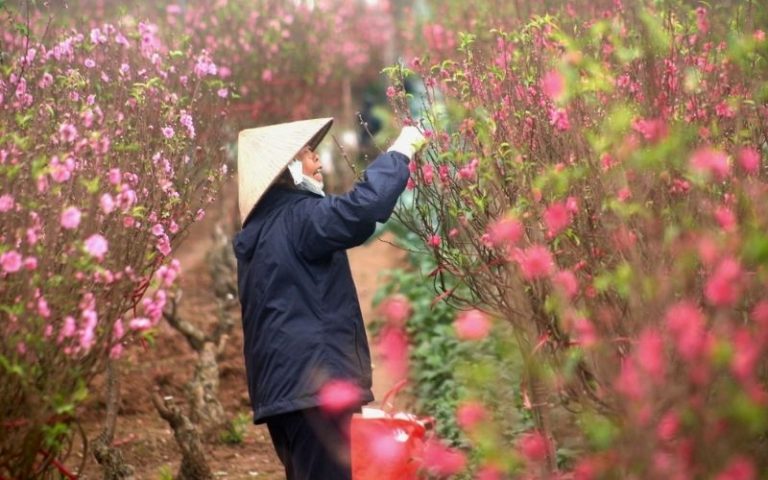 100+ Beautiful Tết Images for Backgrounds and Designs