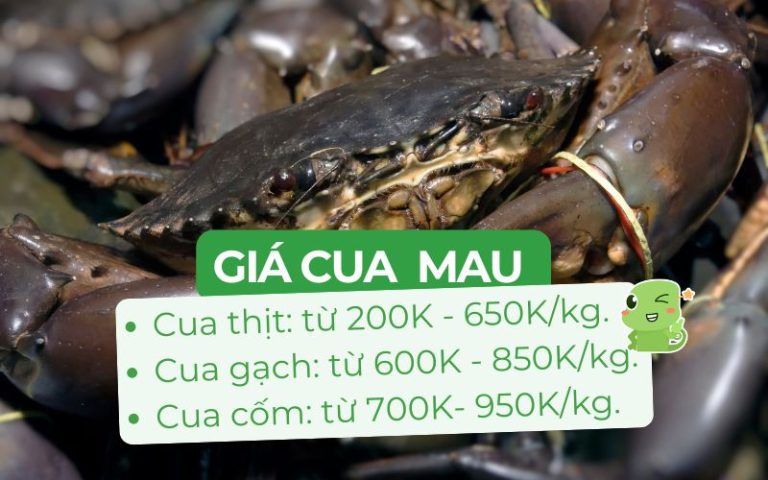 Giá cua Cà Mau bao nhiêu? Bảng giá cua thịt, cua gạch Cà Mau mới nhất