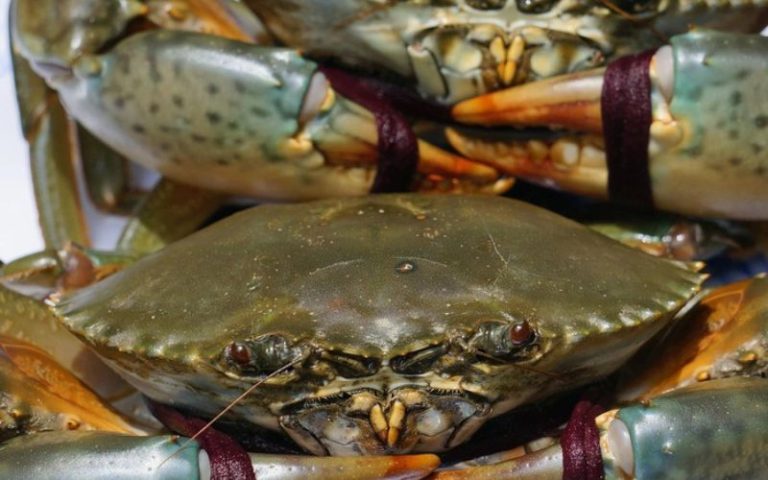 Giá cua Cà Mau bao nhiêu? Bảng giá cua thịt, cua gạch Cà Mau mới nhất