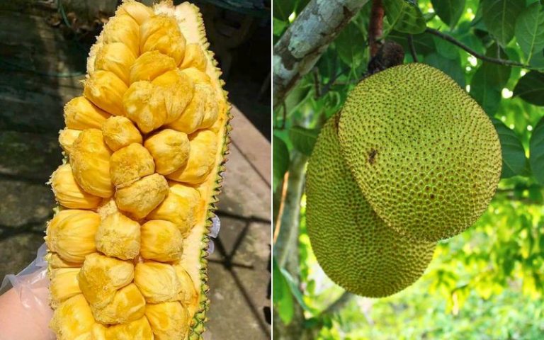 What Is the Market Price of Thai Jackfruit Today?