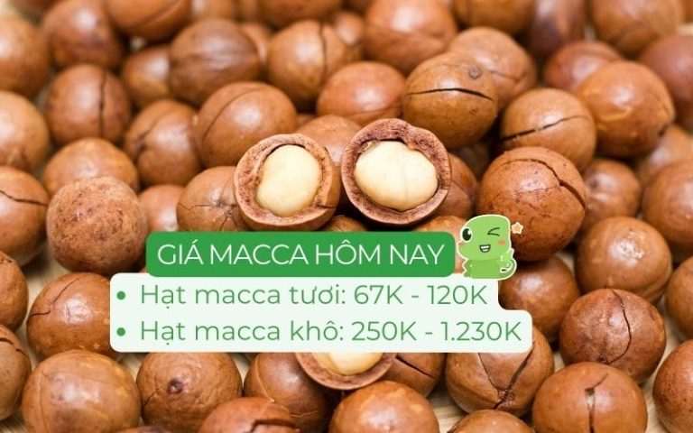 Giá hạt macca tươi, khô hôm nay bao nhiêu 1kg?