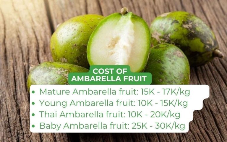 Ambarella fruit price today - Updated in the last 24 hours | KAMEREO