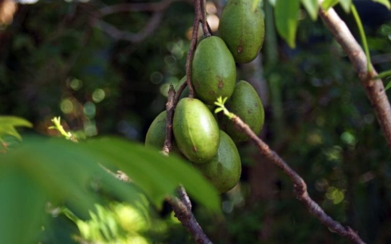 Ambarella fruit price today - Updated in the last 24 hours | KAMEREO