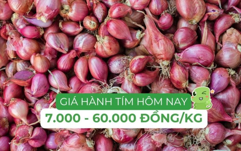 Giá hành tím hôm nay bao nhiêu tiền 1kg? Cập nhật giá hành tím, hành ...