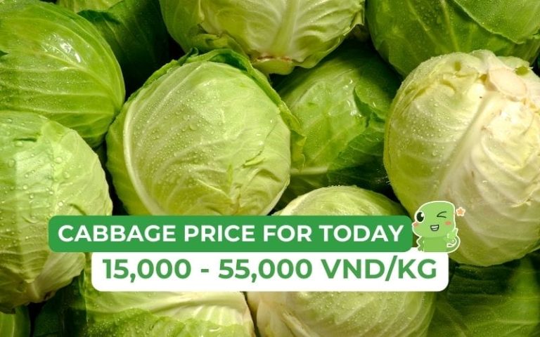 How much is cabbage price today per kg? Latest green, purple, and white ...
