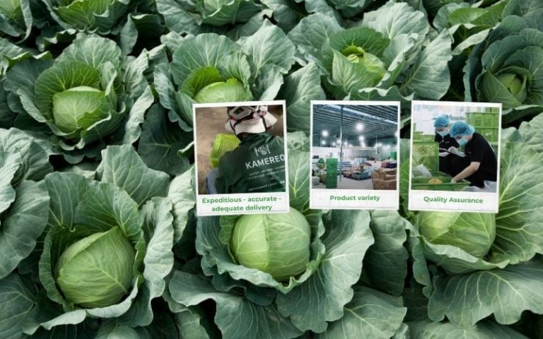 How much is cabbage price today per kg? Latest green, purple, and white ...