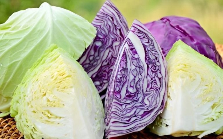 How much is cabbage price today per kg? Latest green, purple, and white ...