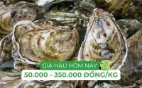 1kg hàu giá bao nhiêu? Cập nhật giá hàu mới nhất
