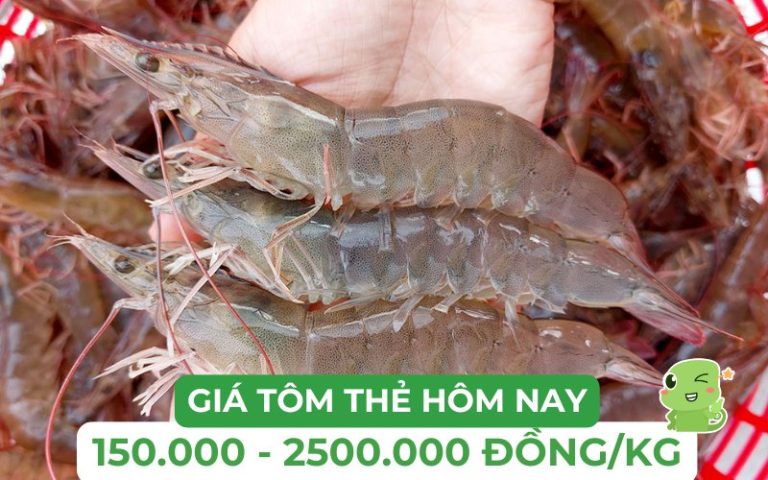 Tôm thẻ bao nhiêu 1kg? Giá tôm thẻ hôm nay | KAMEREO