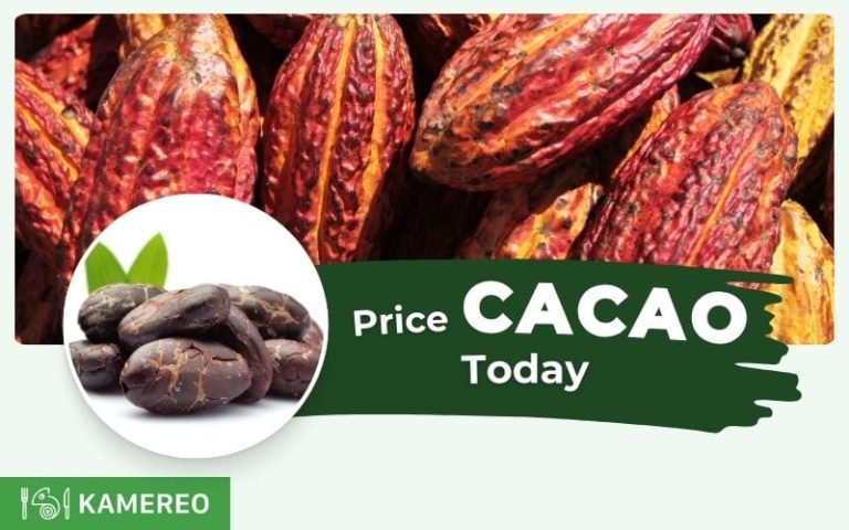 What is today's cocoa price? 24-hour cocoa price update | KAMEREO