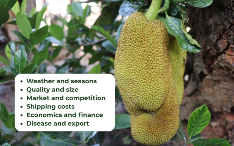 How much is 1kg of jackfruit? Today's jackfruit price