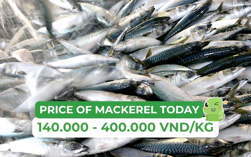 How Much Is Mackerel per Kilogram? Latest Mackerel Prices